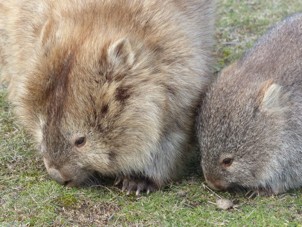 Wind Farm Power Development | Woolnorth Renewables